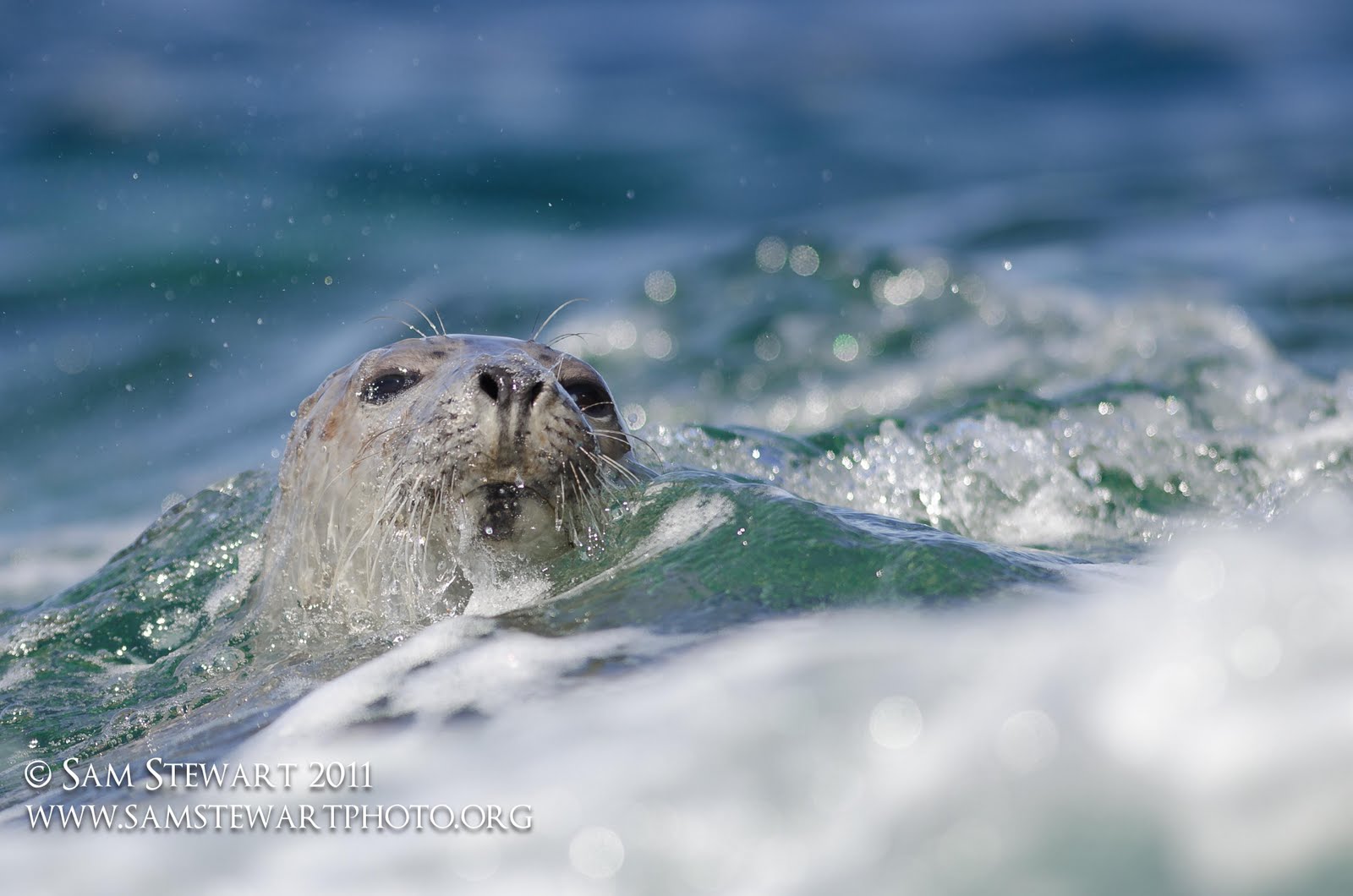 Grey Seals of the West Country: Photographing Grey Seals
