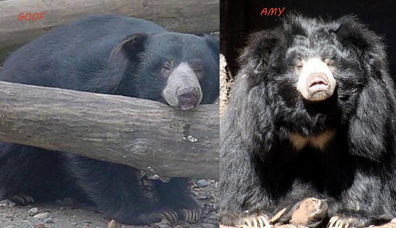 Ábaco de colores: GOOF, el oso perezoso, que murió de amor