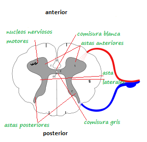 Anatomia :D: partes de la medula espinal