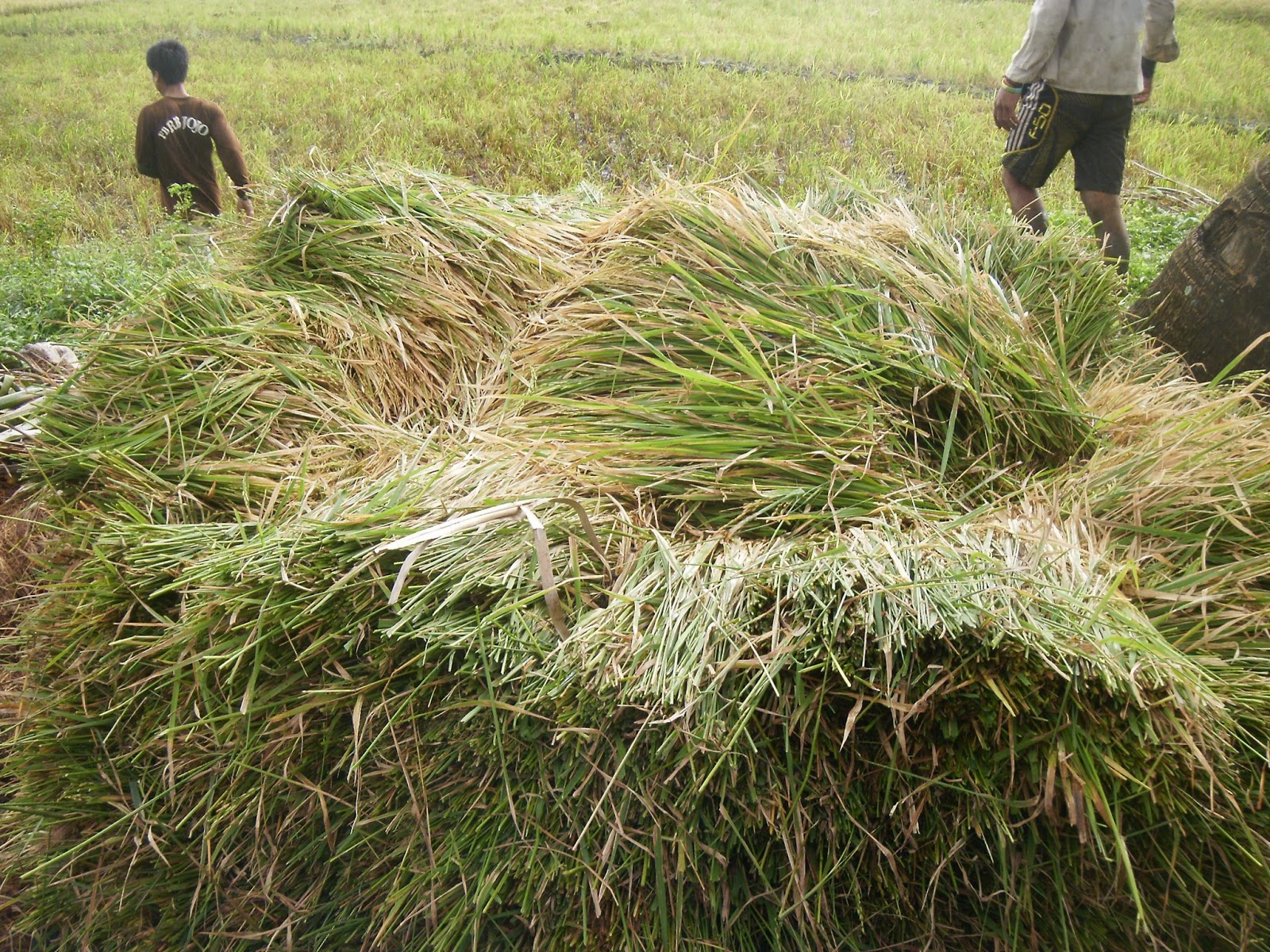 The life in the Philippines: Working in the ricefield