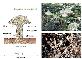 Struktur dan Fungsi tubuh jamur - BELAJAR BIOLOGI