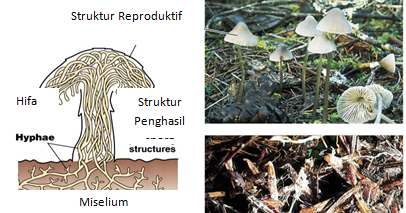 Struktur dan Fungsi tubuh jamur - BELAJAR BIOLOGI