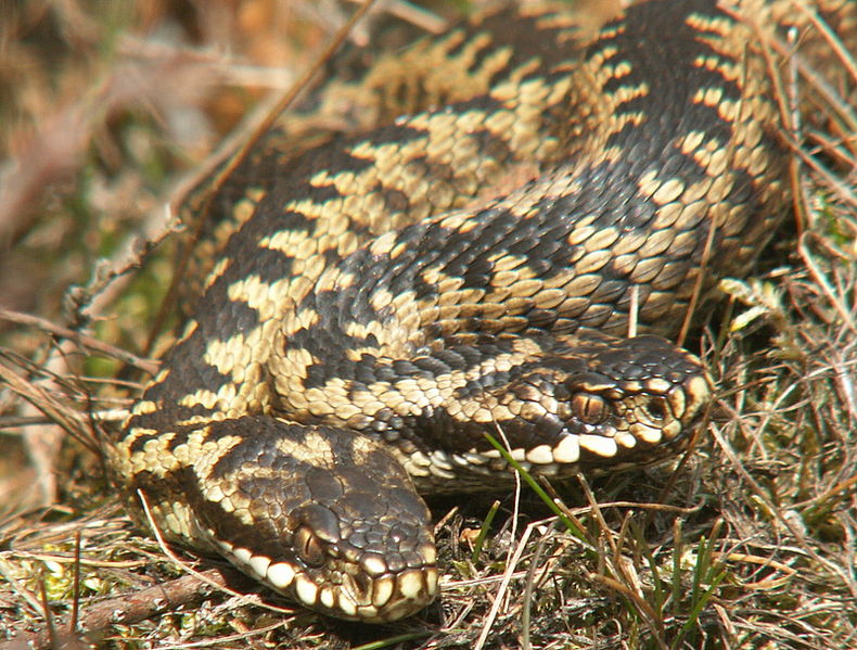 Animal Pictures: Common Adder Snakes