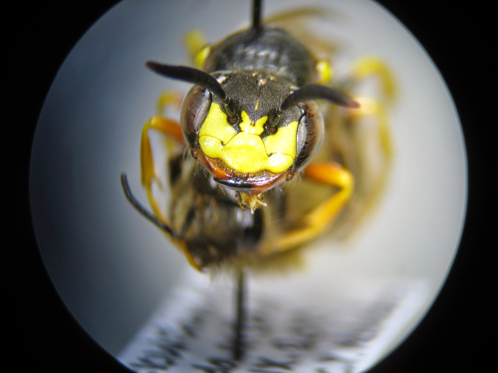 Insects of Britain: The Bee-Wolf