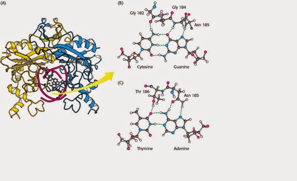 My Scientific Blog - Research and Articles: RESTRICTION ENDONUCLEASES