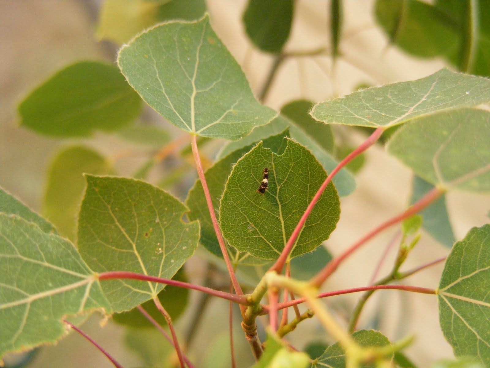 Papilio canadensis caterpillars (1st instar) | Caterpillar Eyespots