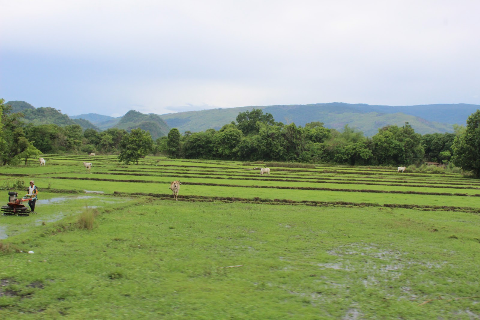 LEXICAL CROWN: STOP OVER IN CAMILING TOWN OF TARLAC