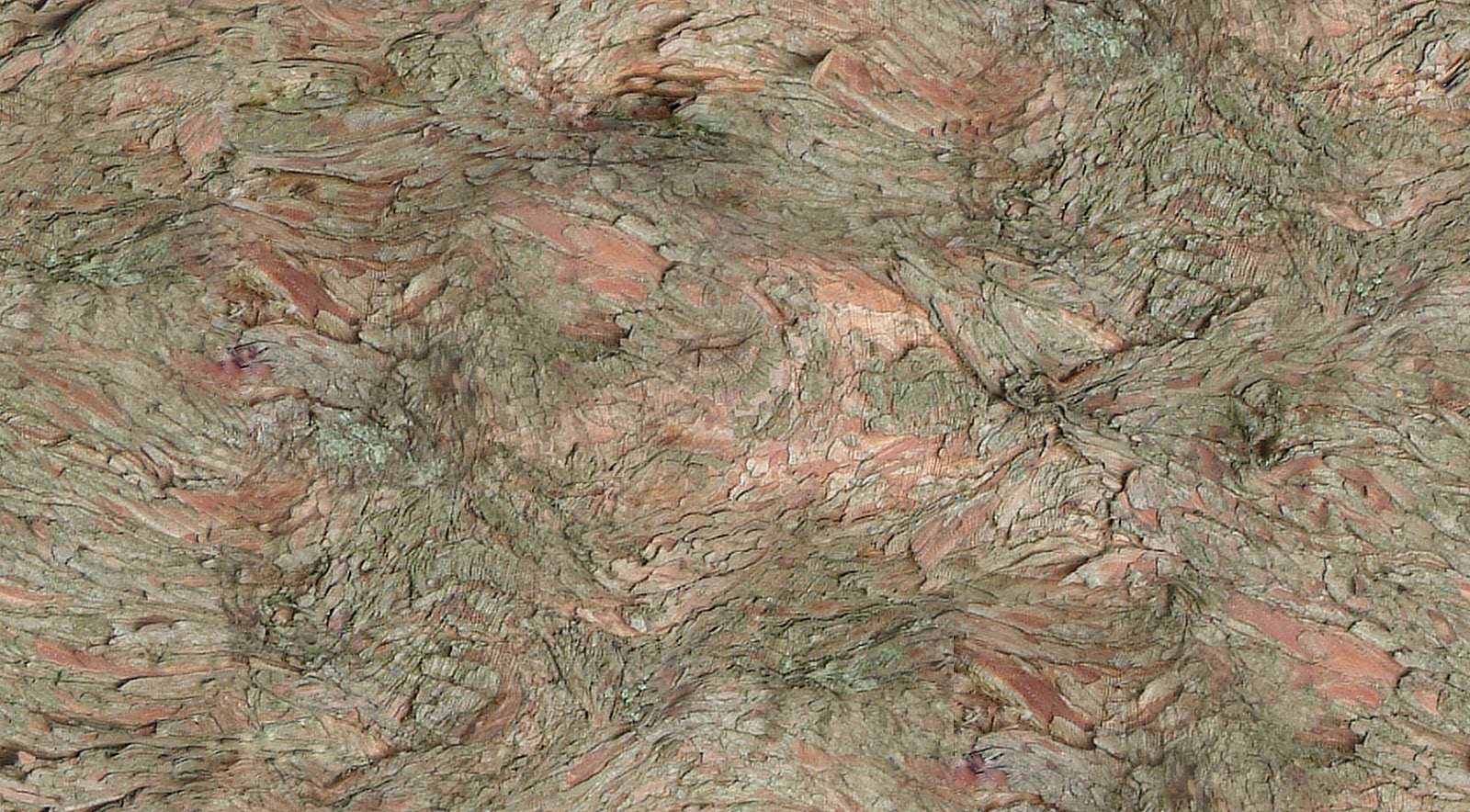 Seamless Tree Bark Texture + (Maps) | Texturise Free Seamless Textures ...