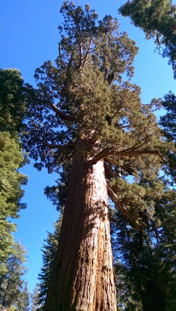 It's tough at the top of the world's tallest trees