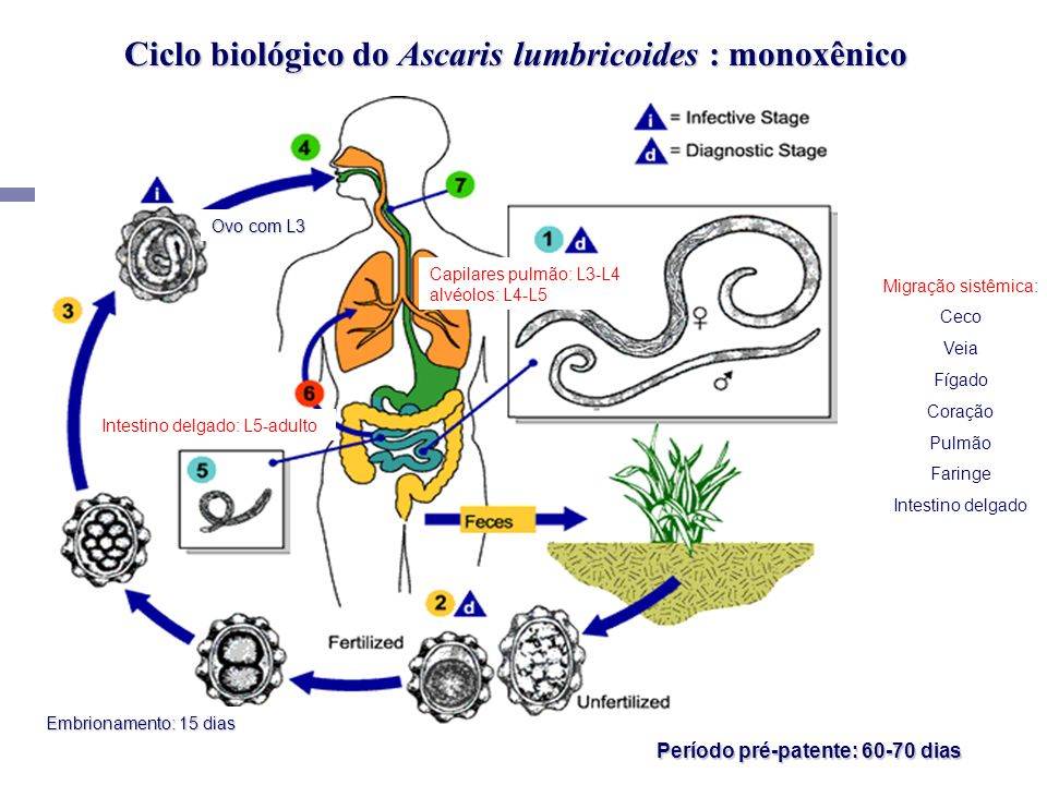 Ascaris Lumbricoides - Parasitologia