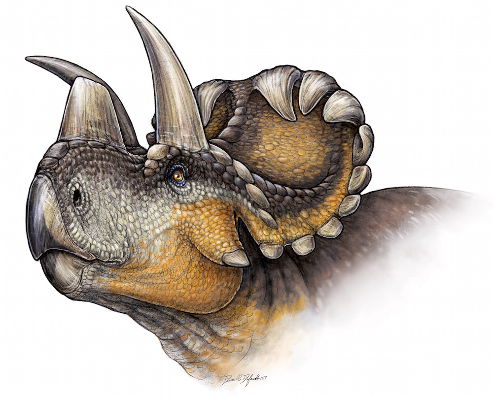 Species New to Science: [Paleontology • 2015] Wendiceratops ...