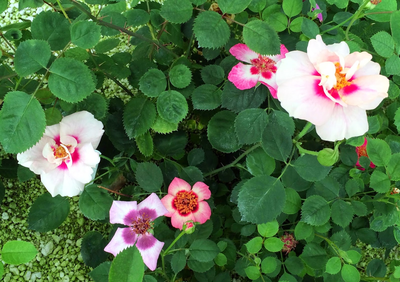 Rose Hybridizing: Random 2015 Seedlings