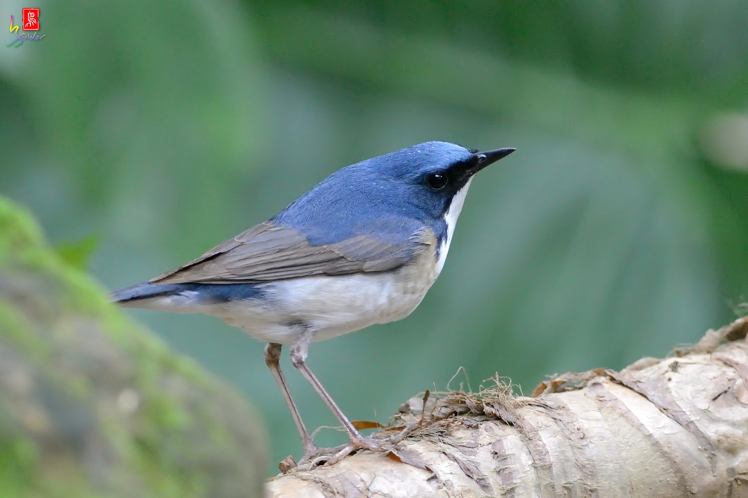 Alder's Bird-watching Notes: Siberian Blue Robin．藍歌鴝
