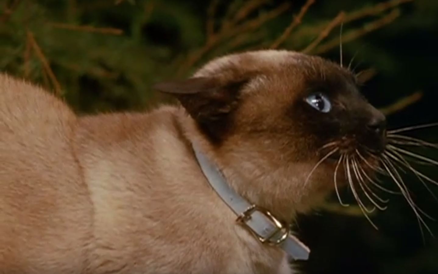 The Cuddlywumps Cat Chronicles: Syn the Siamese Cat: Star of the Silver ...