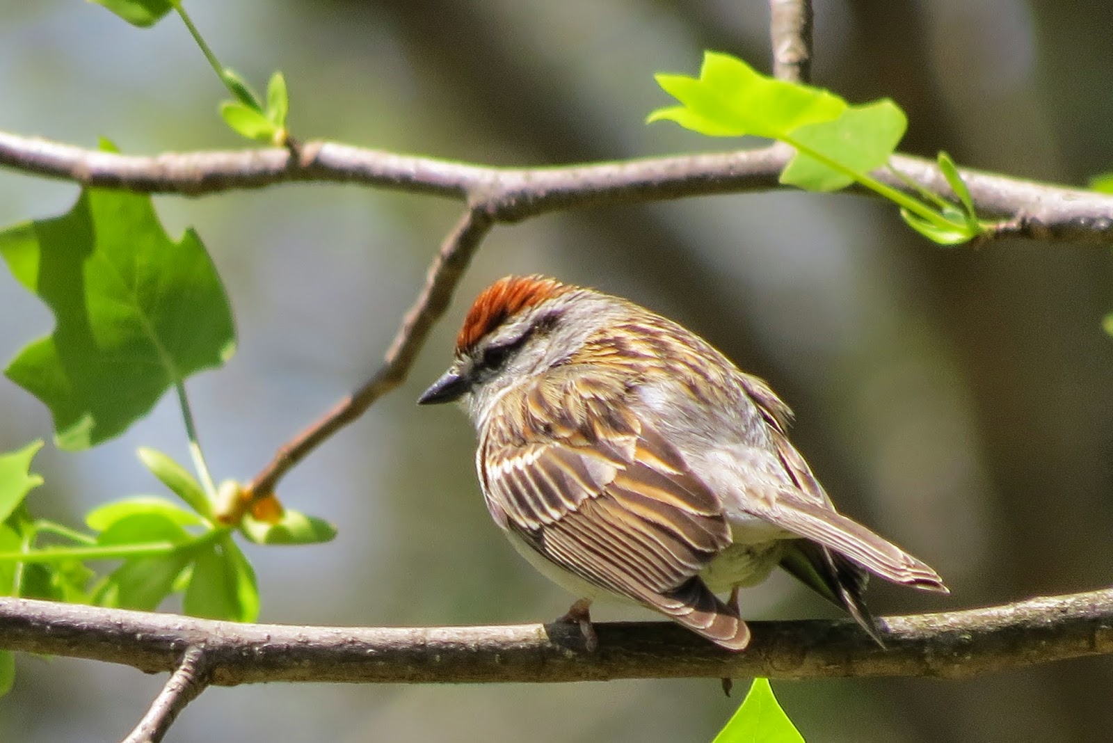 Richard's Kentucky Bird Tracks : Kentucky Birds Of Springtime 2019
