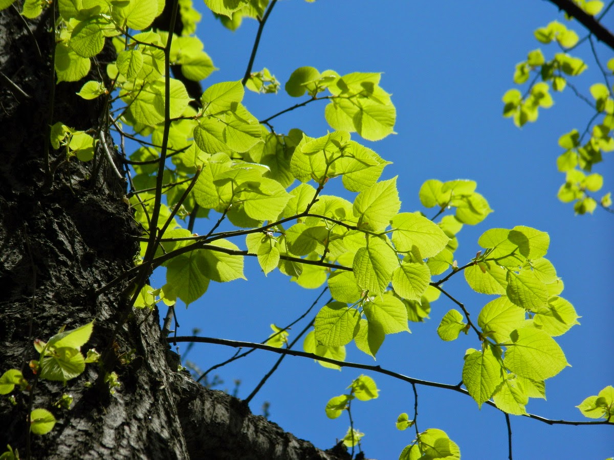 LA MULTI ANI, ROMANIA!: Verdele crud al primaverii. Frunze de tei