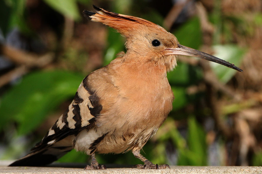 Mandy West Wildlife Photography: Hoopoe