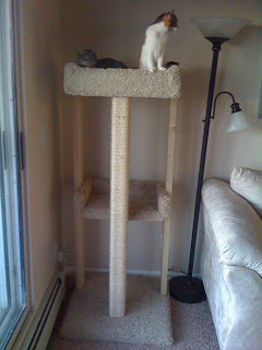 Feline Rescue Cat Tales: Reagan and Riley Enjoying Their New Cat Climber