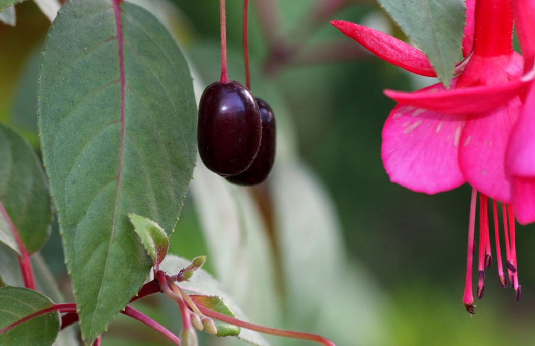 A photo, A thought............: Plant: Fabulous Fuchsia and its edible ...