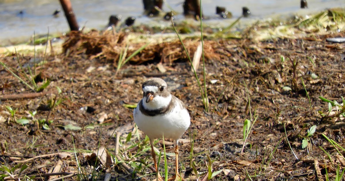 It's All About Purple: The Semipalmated Plover