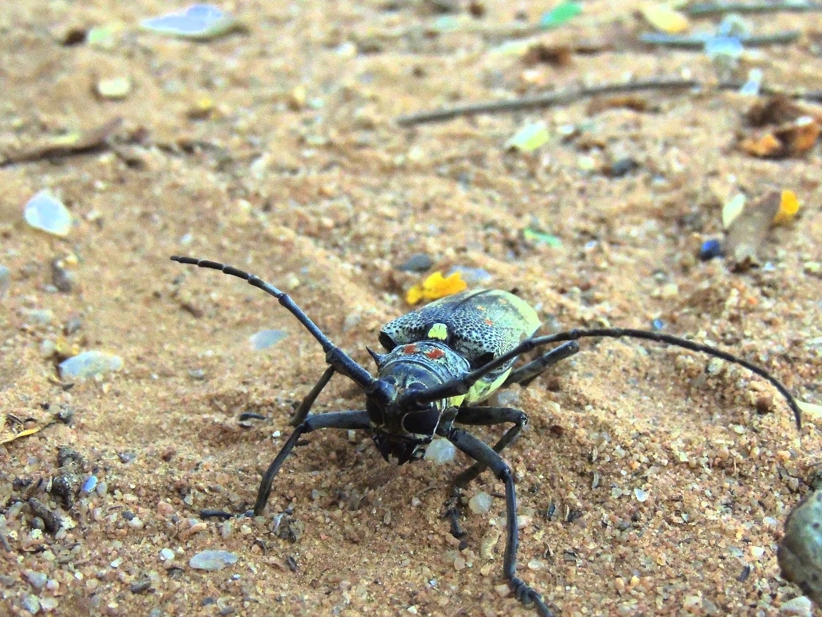 Dera's bio-diversity: Mango stem borer
