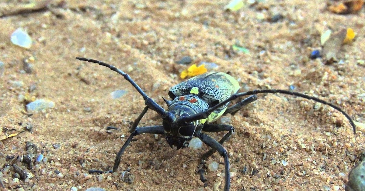 Dera's bio-diversity: Mango stem borer