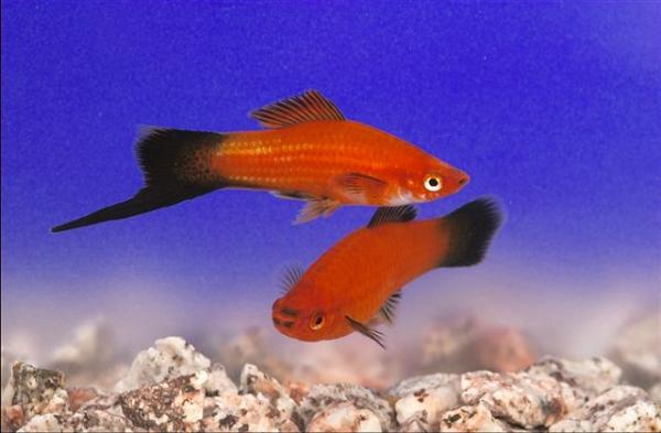 Shamudra Bilash: Sword Tail & Molly Fish