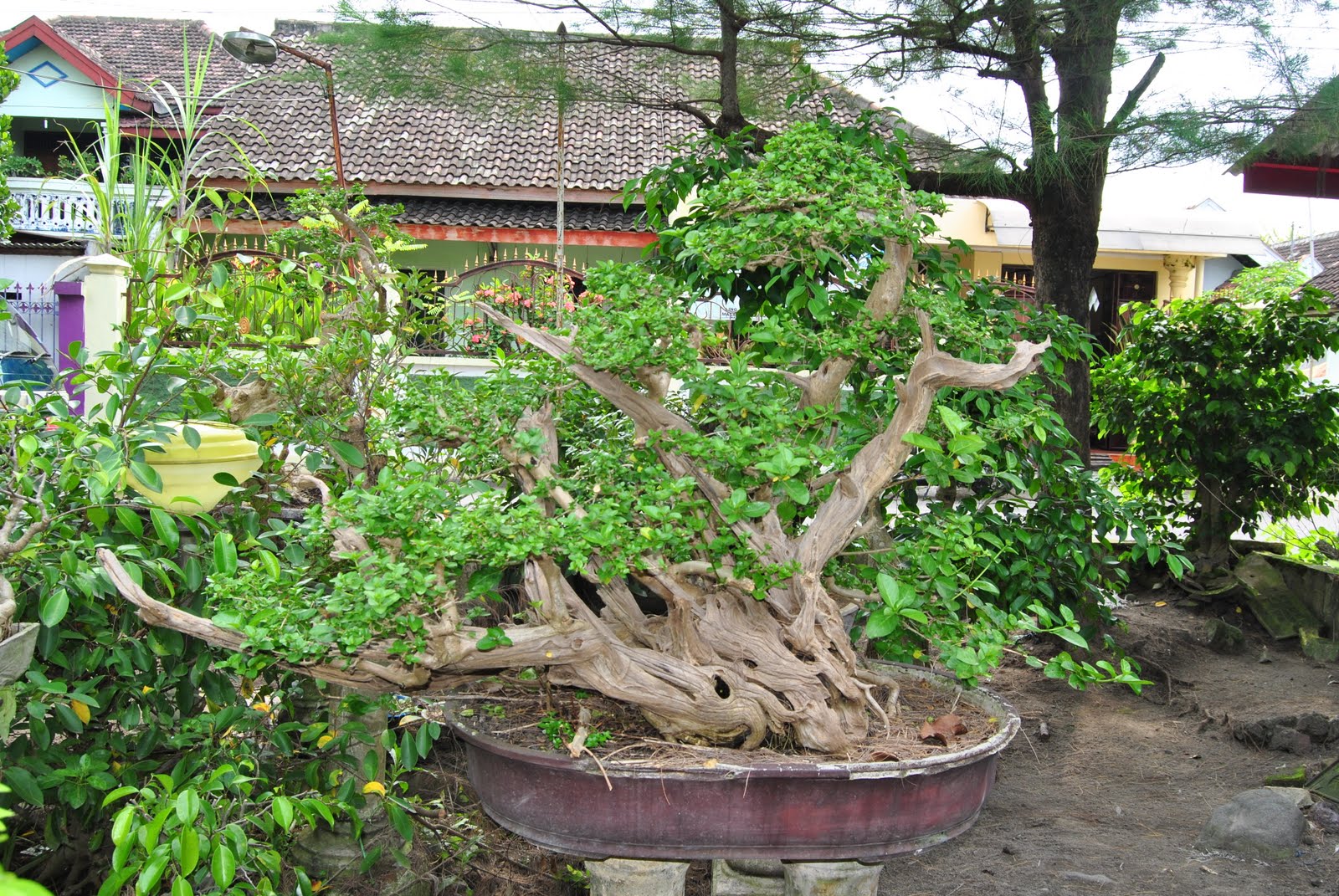 CASUARINA BONSAI PRO