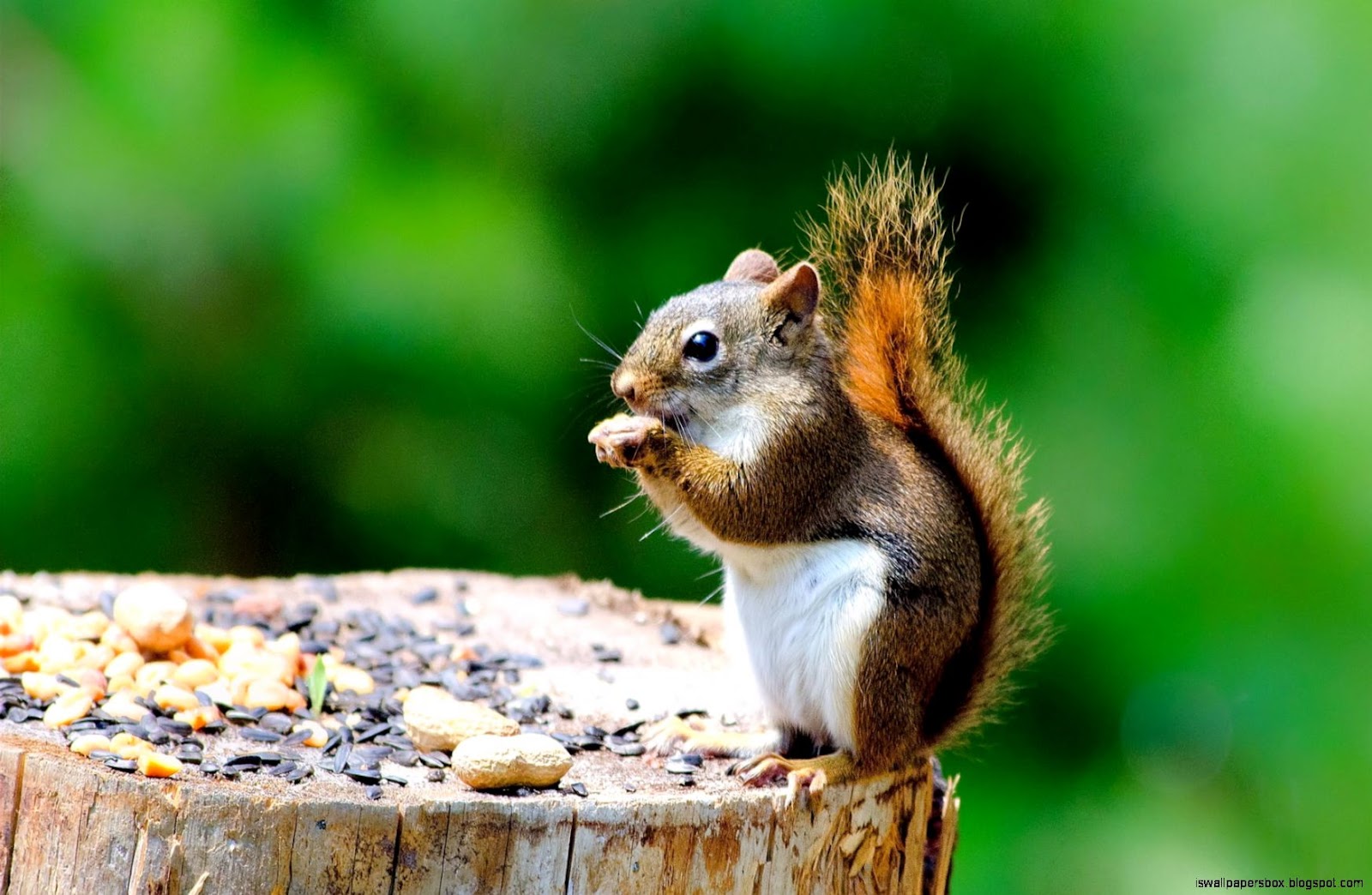 Cute Little Squirrel Pictures | Wallpapers Box