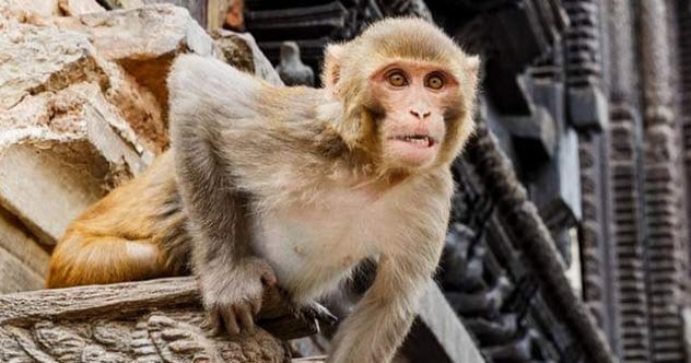 Coffee with the Hermit: Murder By Monkey...!