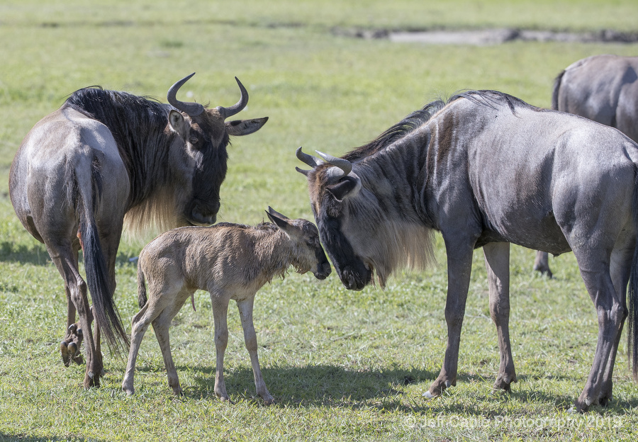 Jeff Cable's Blog: The Wildebeests of Africa - A newborn trying to ...