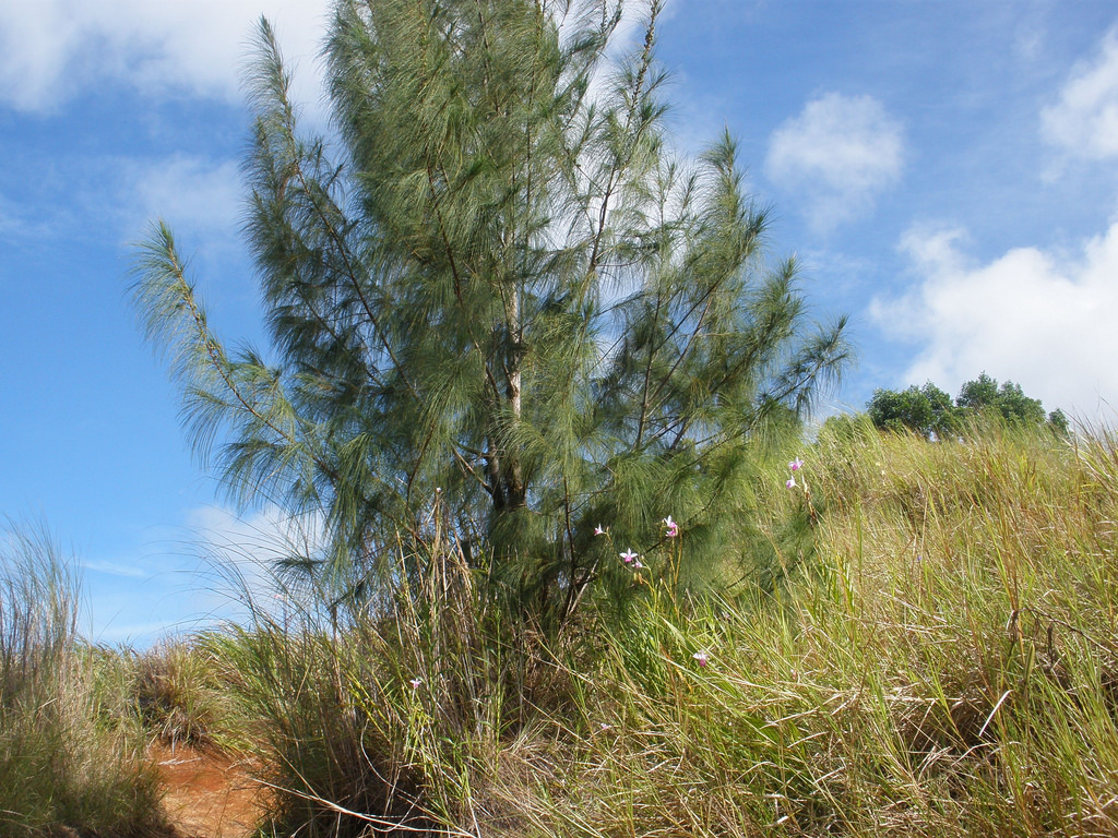 paleric: CHAMORRO CHRISTMAS TREE