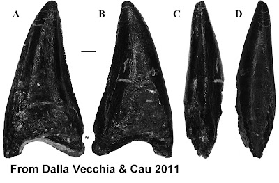 Theropoda: L'enigmatico dente da Polazzo (Dalla Vecchia e Cau, 2011)