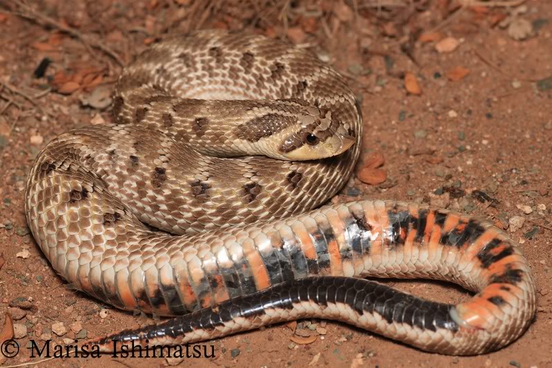 Palaeos, la historia de la Vida en la Tierra: Homo.. ¿qué? Y el cuello ...