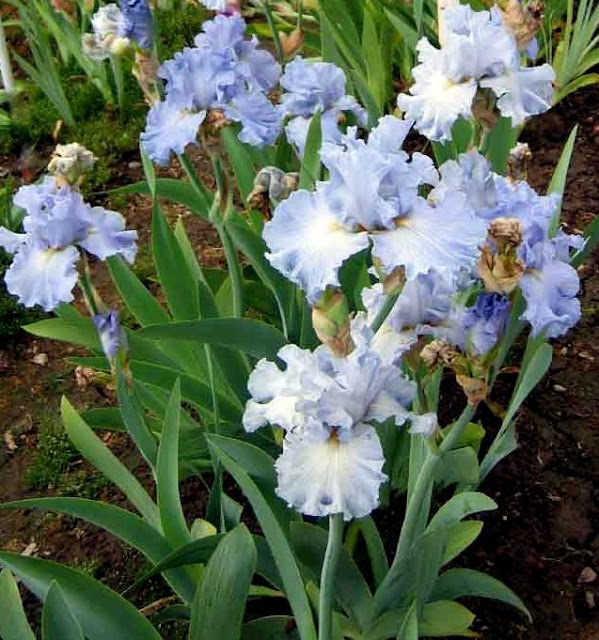 World of Irises: Irises: The Best and the Bluest, Part One