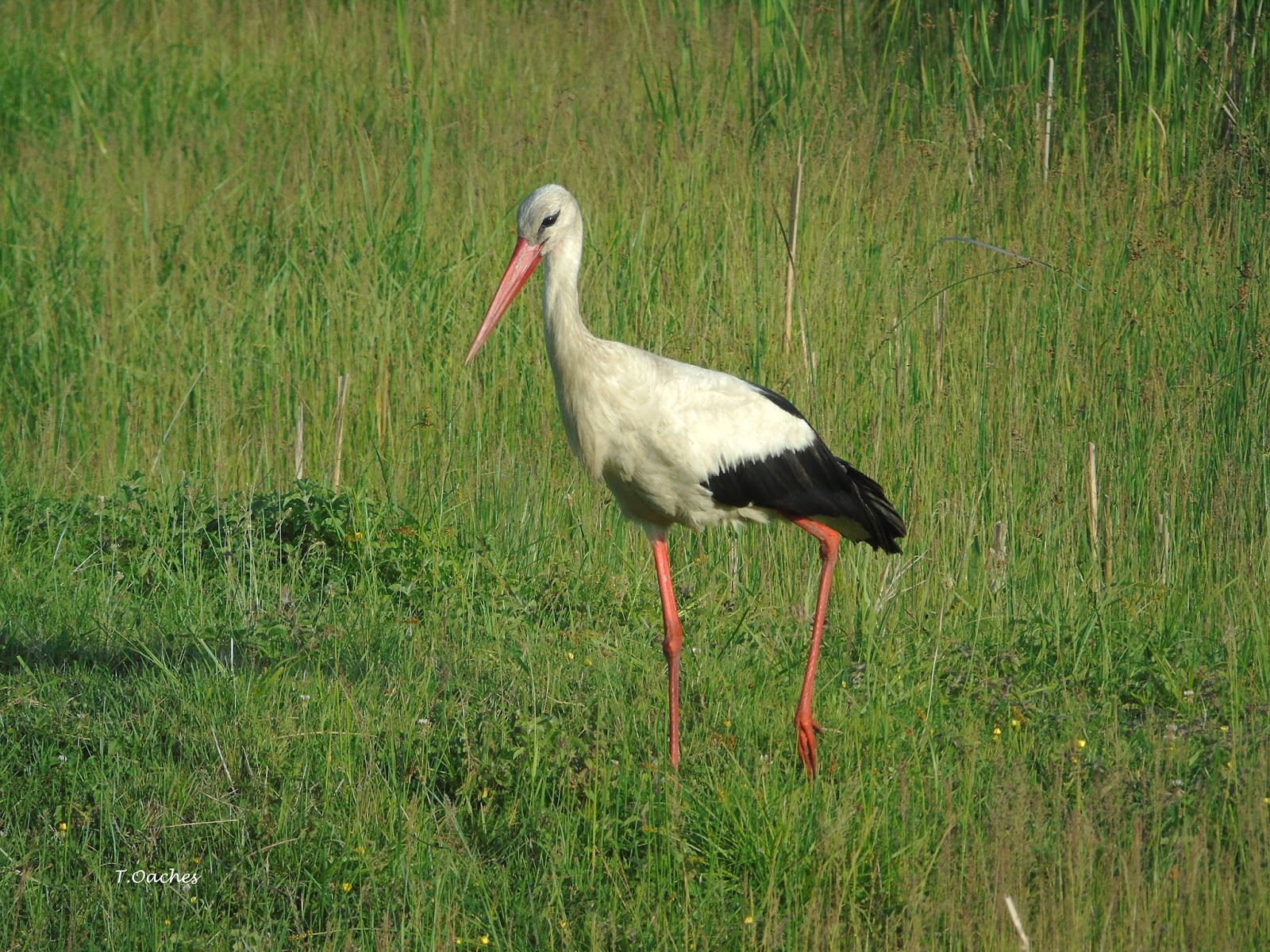 PASARI DIN ROMANIA: BARZA, Ciconia ciconia
