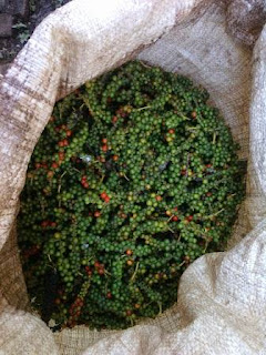 Pengertian Dan Definisi Tanaman Lada (Merica) - TENTANG TUMBUHAN