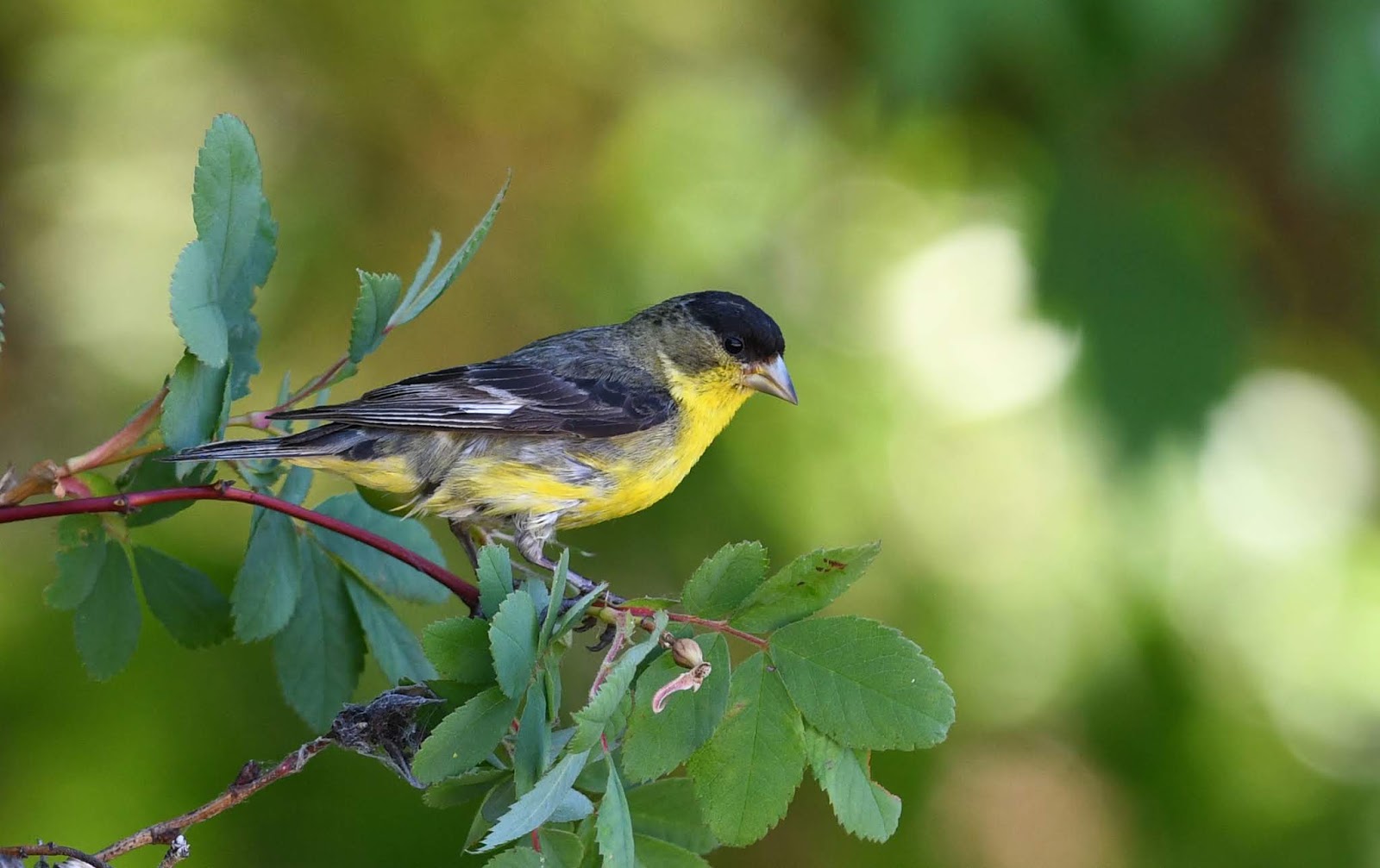 BC Rare Bird Alert: RBA: 15 LESSER GOLDFINCHES in Osoyoos - July 15/18 ...