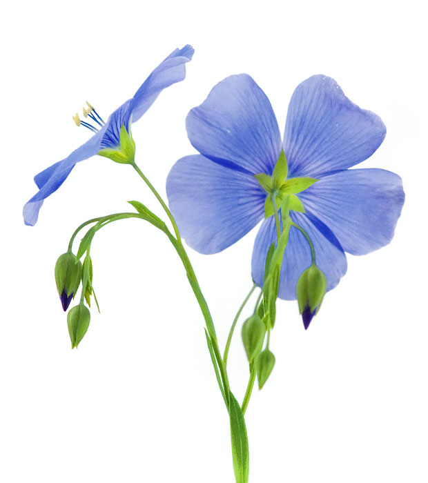 Keten nedir ne demektir? Anlamı - Laf Sözlük