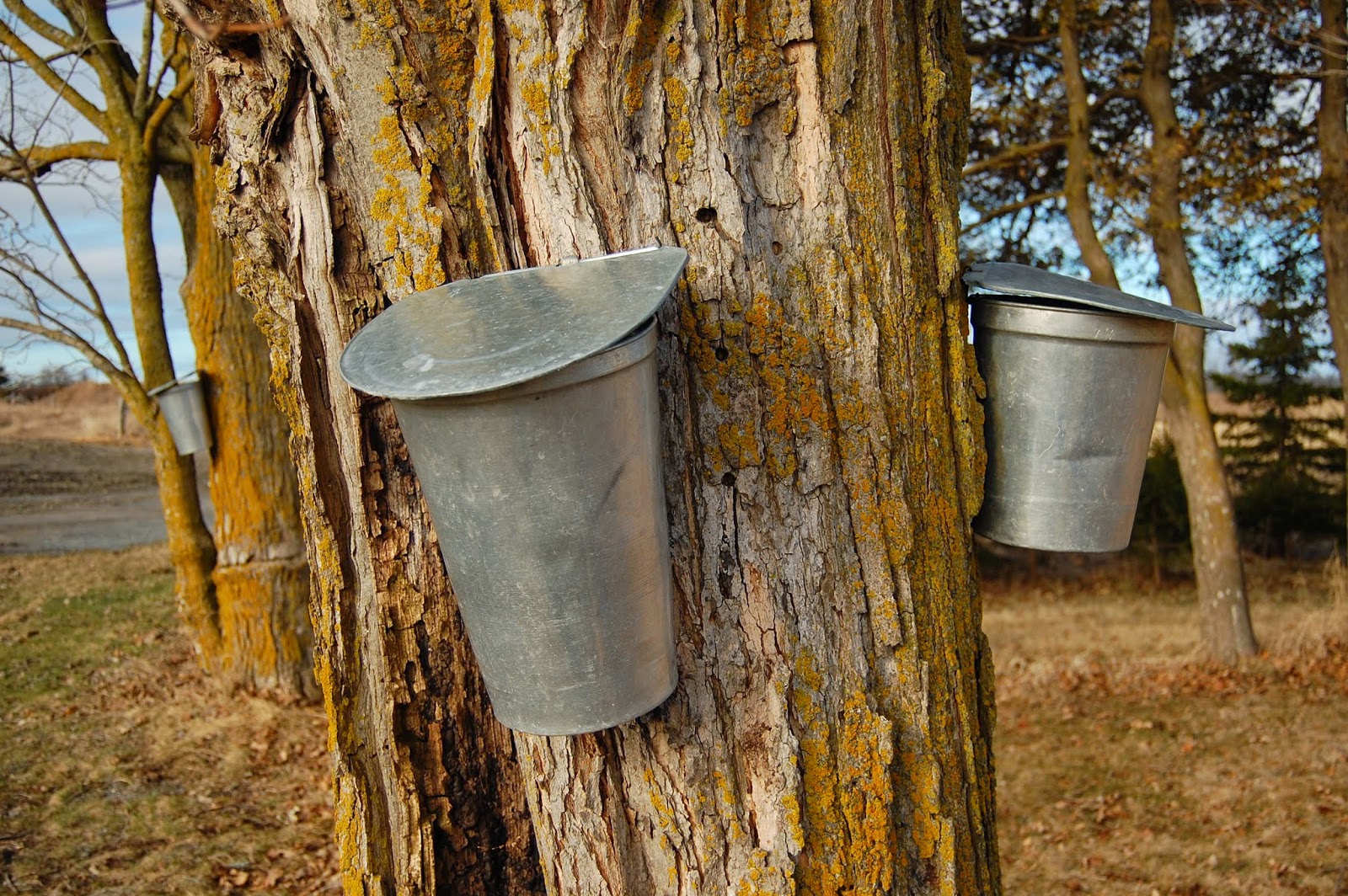 Meliponário da Paz: Maple Syrup - O Néctar das Árvores.