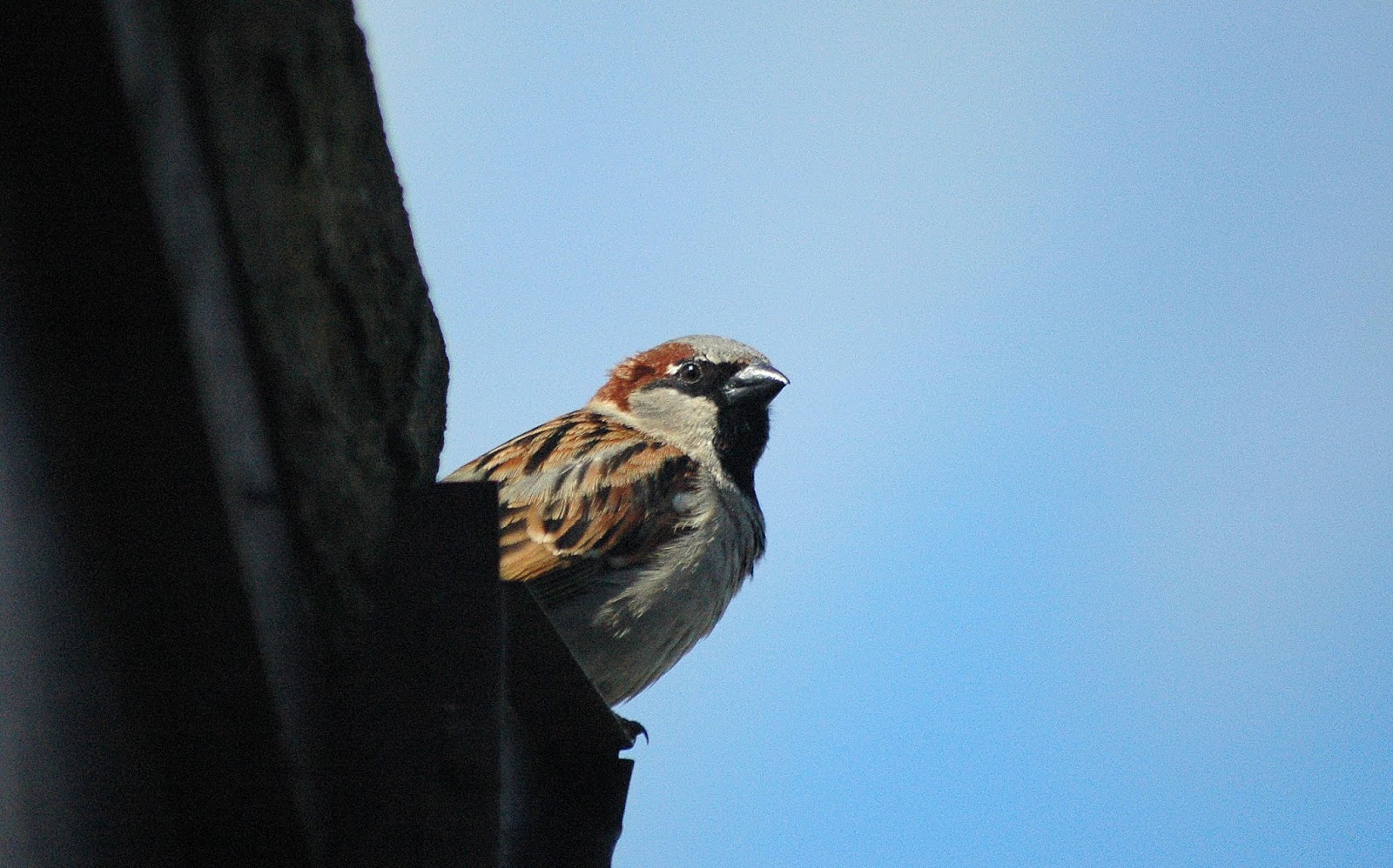 BirdWatch Ireland's Conservation Team blog: Irish Garden Birds - Humble ...