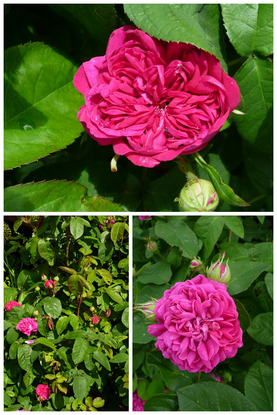 Fru Friis' Frøbo: Rosenarkivet