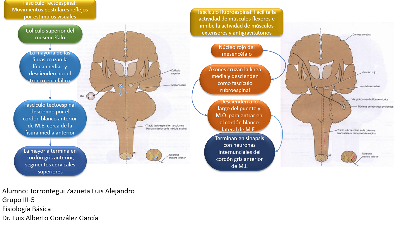 Fisiología Básica: Vías Descendentes de la Médula Espinal, Neurona ...