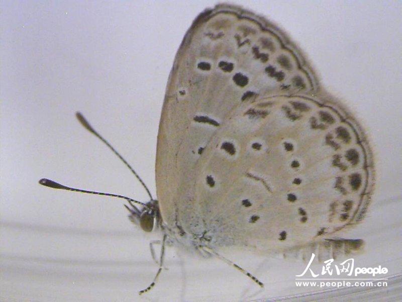 Dunia Sains Dan Teknologi: Bahagian-bahagian tubuh badan haiwan