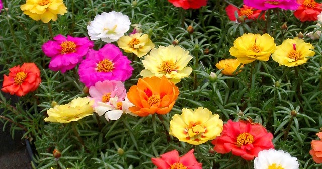 HOW TO GROW PORTULACA FROM SEED |The Garden of Eaden