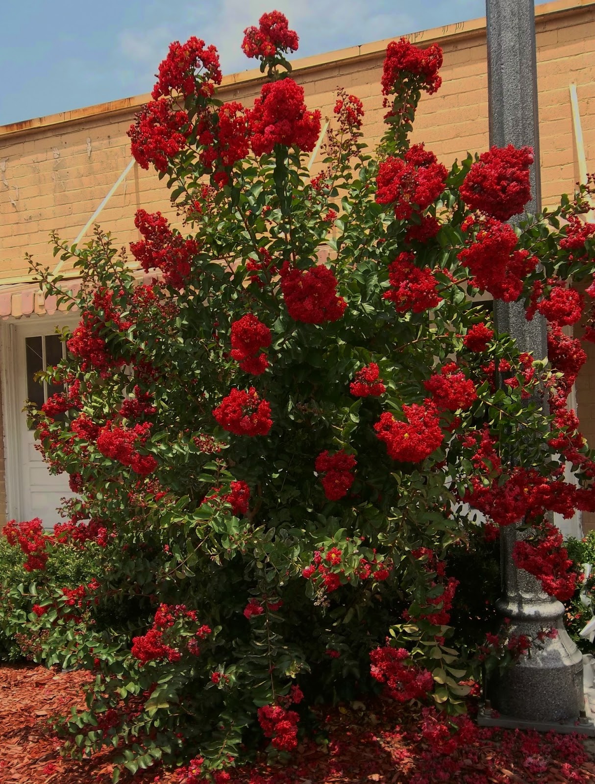 PRACTICAL PARSIMONY: Crape myrtle