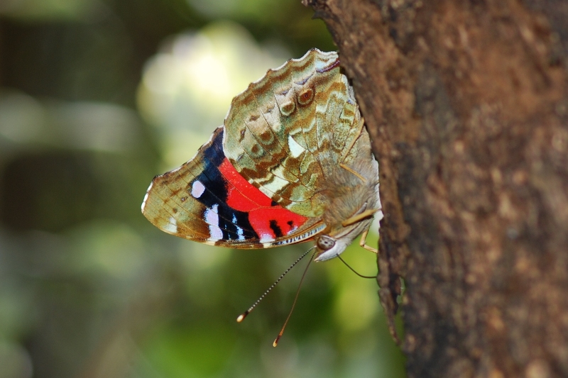Northwest Butterflies: Hawaii - land of volcanoes