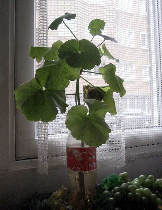 Peter Hermanides: Stekje