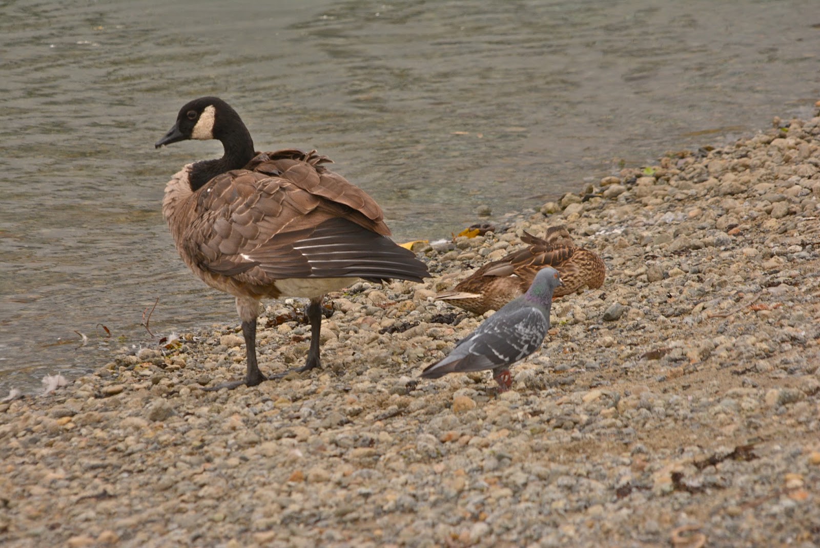 bikesbirdsnbeasts: Reflections, geese, a fun hairdo, a talented skate ...