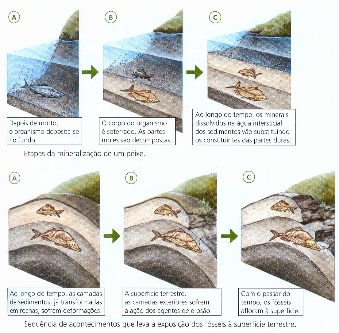 Profº Mazucheli Geografia O Que é Um Fóssil Tipos De Fossilização